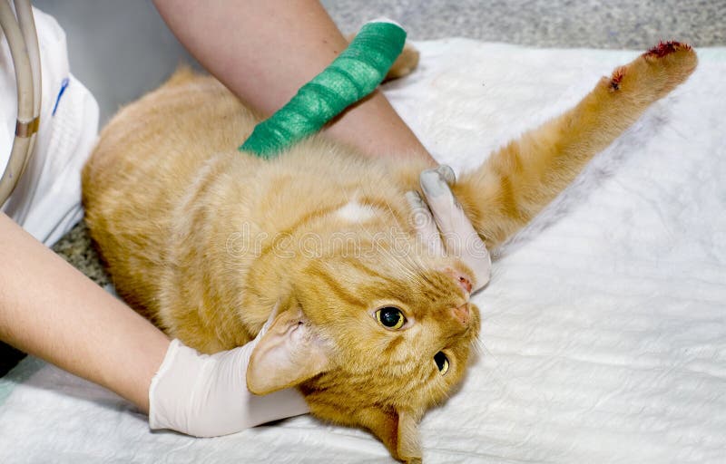 Wounded cat stock photo. Image of mammal, medication - 29359634