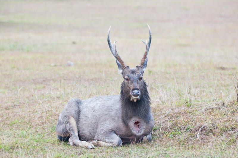 Wounded deer stock image. Image of wounded, deer, nature - 29067293