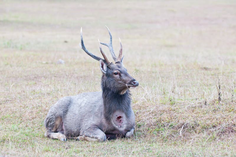 Barking deer stock photo. Image of antler, froest, wildlife - 28728624