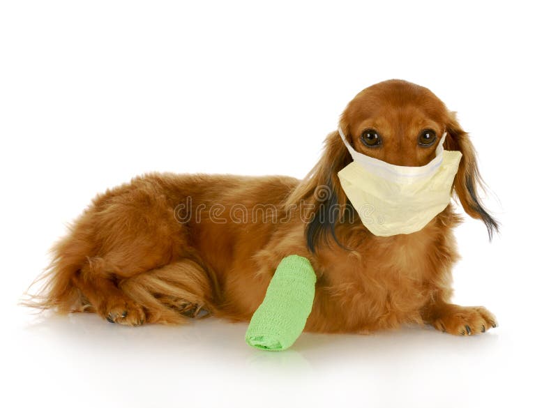 Wounded animal stock image. Image of clinic, pedigreed - 13481233