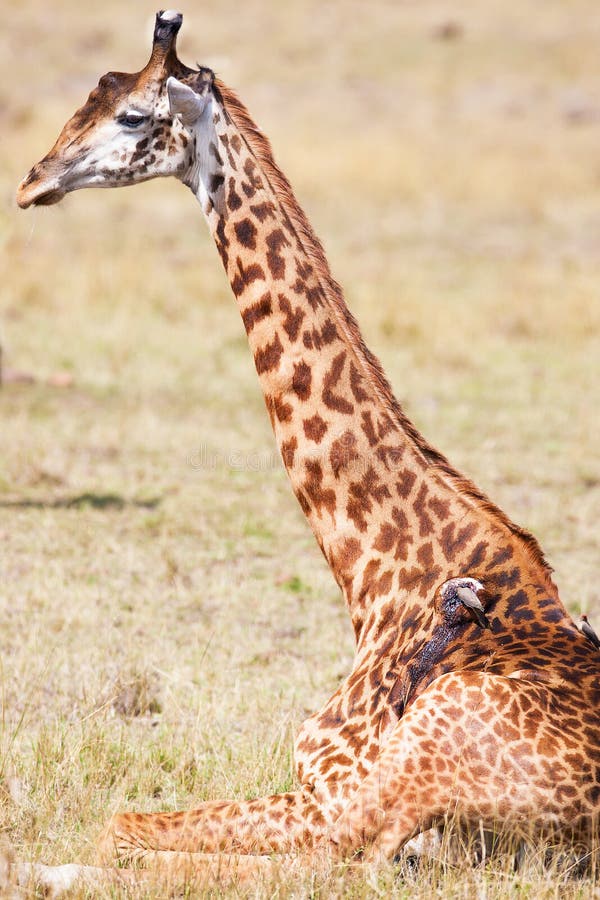 The wounded giraffe stock image. Image of background - 28839039