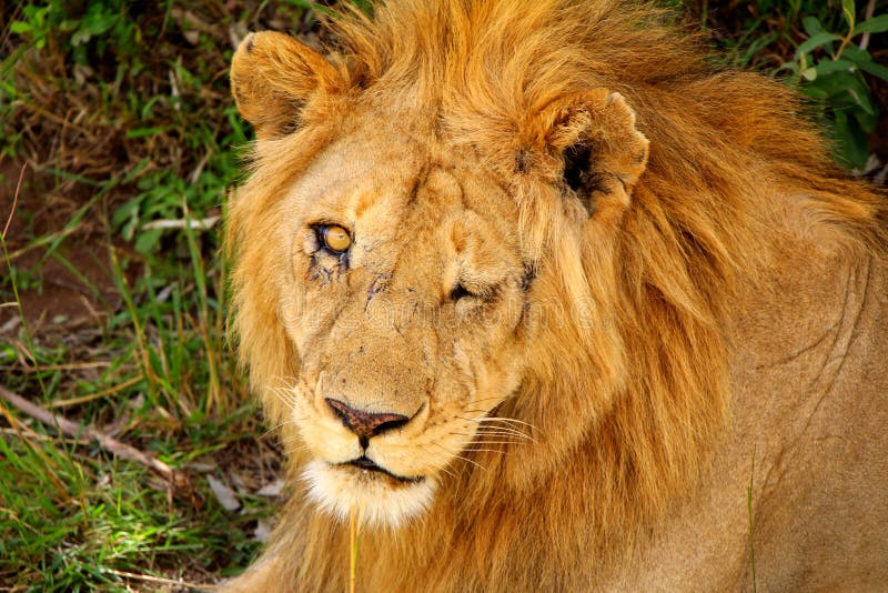 Wounded Lion stock image. Image of shade, wilderness - 60766269