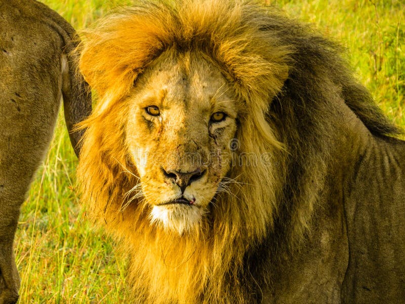 Wounded Lion stock image. Image of reserve, feline, resting - 45449345