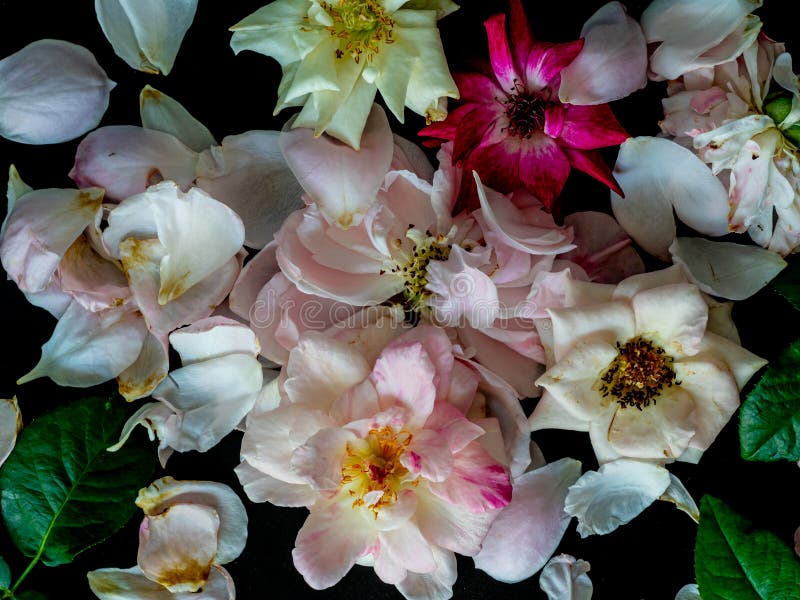 The Wounded Petals of the Wilted Rose Fall on Floor Stock Photo - Image ...