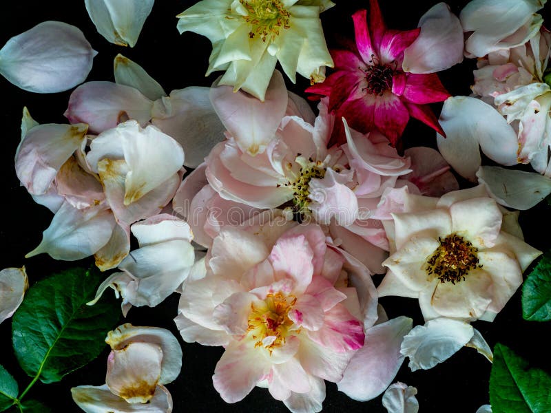 The Wounded Petals of the Wilted Rose Fall on Floor Stock Photo - Image ...