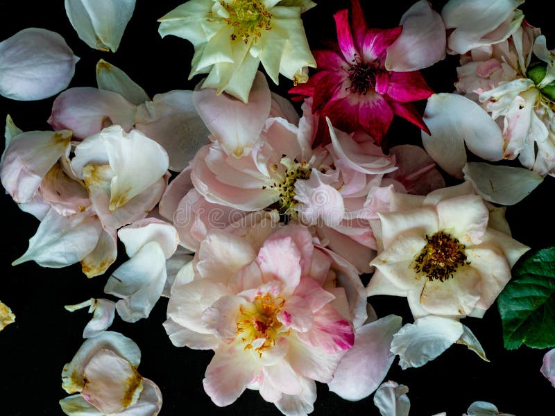The Wounded Petals of the Wilted Rose Fall on Floor Stock Image - Image ...