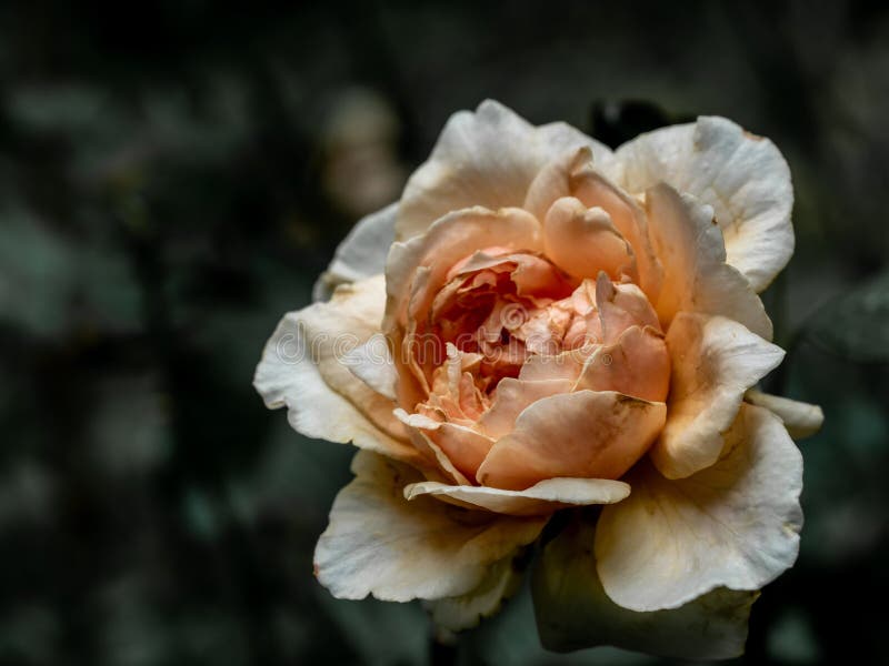 The Wounded Petals of a Withering Masora Rose Stock Photo - Image of ...