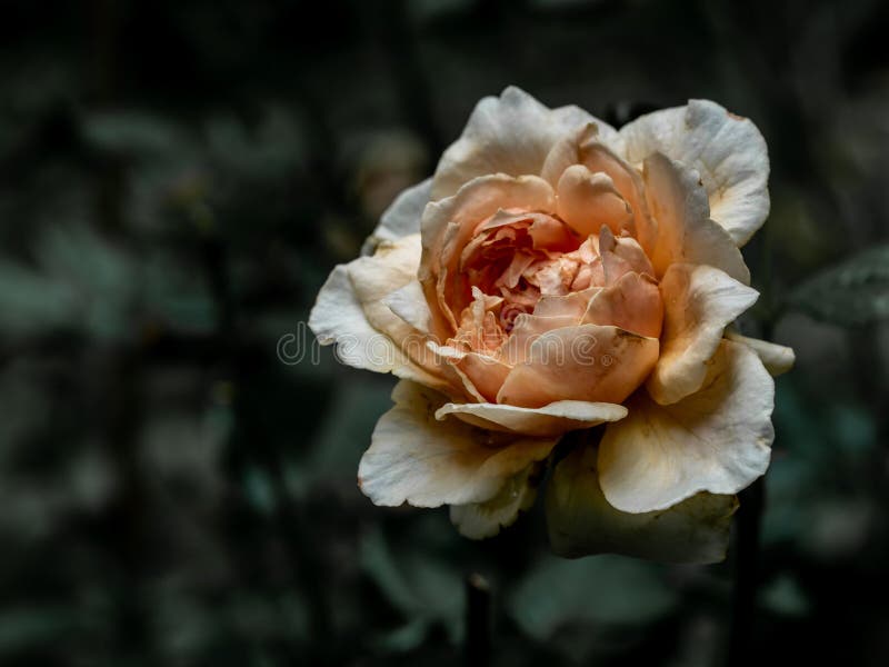 The Wounded Petals of a Withering Masora Rose Stock Image - Image of ...