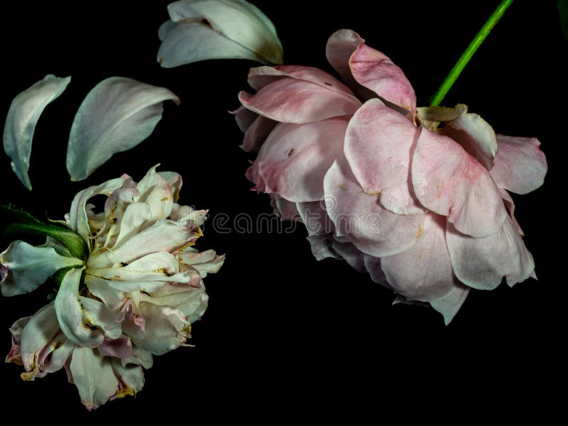 The Wounded Petals of the Withering Rose Stock Photo - Image of faded ...