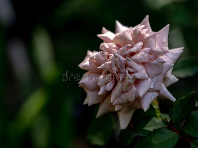 The Wounded Petals of the Withering Rose Stock Image - Image of dying ...