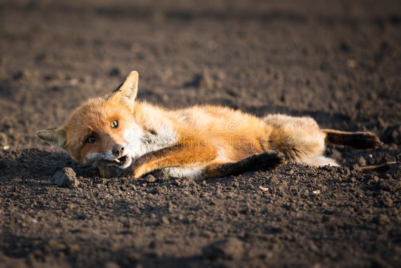 Wounded red fox stock image. Image of outdoors, wild - 99144835