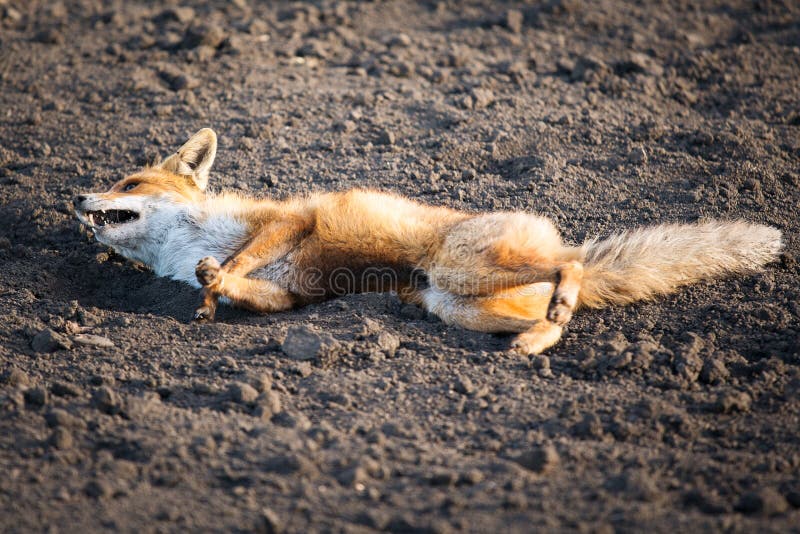 Wounded red fox stock image. Image of wounded, bone, female - 99145197