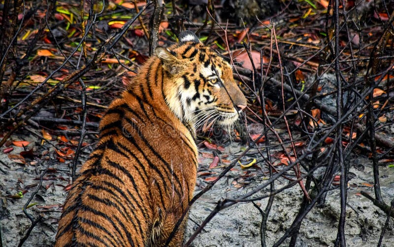 Wounded tiger stock image. Image of nature, themes, tiger - 90134223