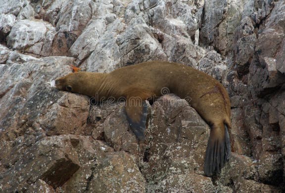 Wounded Sea Lion on a rock stock image. Image of latin - 7547705
