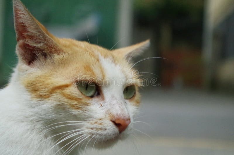 Freeeven Stock Photos - Free & Royalty-Free Stock Photos from Dreamstime