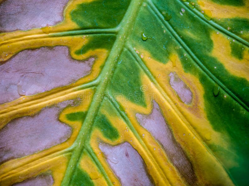 The Wounded Surface of a Withering Alocasia Leaf Stock Image - Image of ...