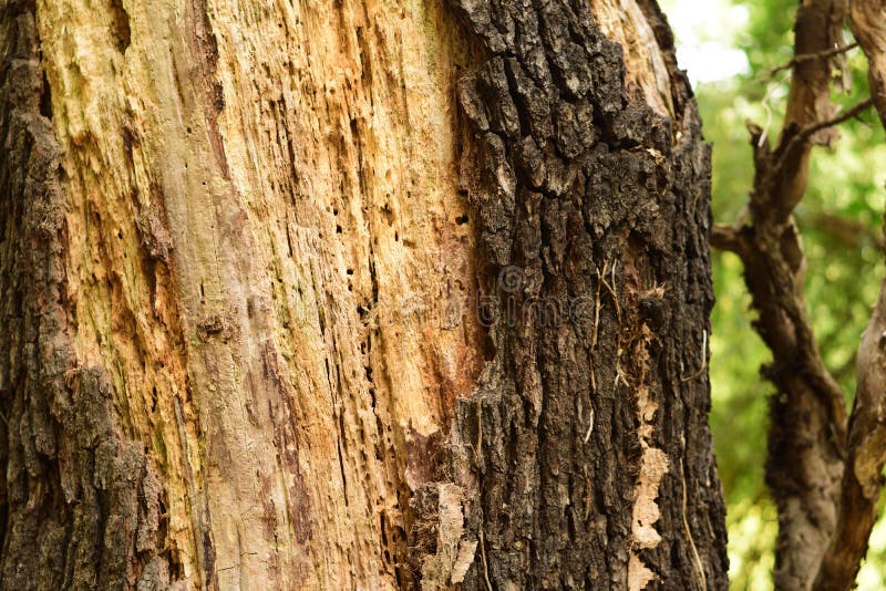 Wounded tree in the forest stock image. Image of plank - 126406147