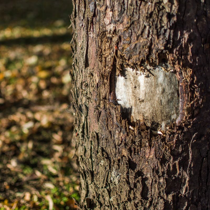 Wounded tree in local park stock image. Image of foliage - 104143915