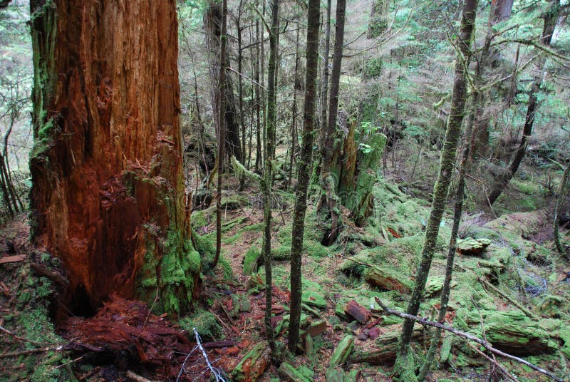 Wounded Tree in the Raiforest Stock Image - Image of wild, canada ...