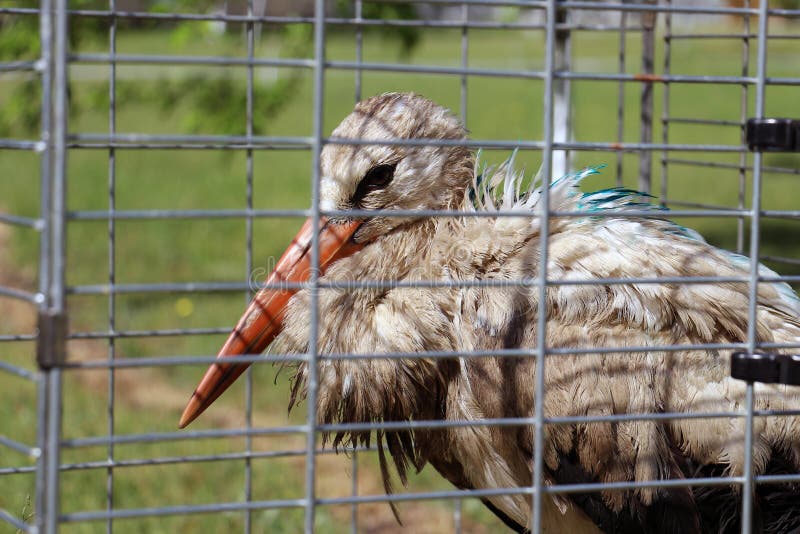 819 Bird Broken Wing Stock Photos - Free & Royalty-Free Stock Photos ...