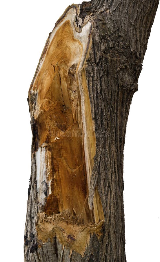 455 Tree Wounds Stock Photos - Free & Royalty-Free Stock Photos from ...