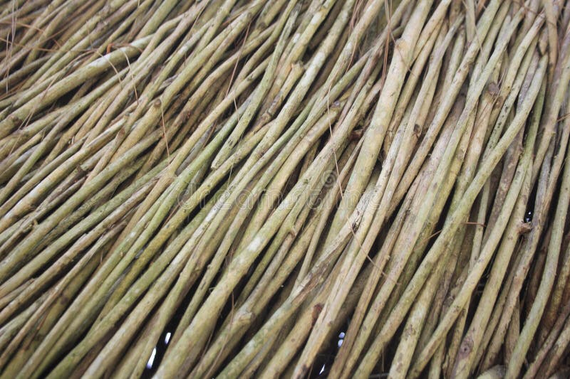 Woven dry plant roots stock photo. Image of plant, produce - 319334254