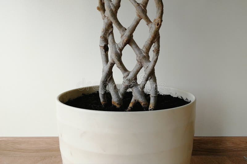 A Woven Multiple Trunk of a Decorative Tree in a Flower Pot. Stock ...