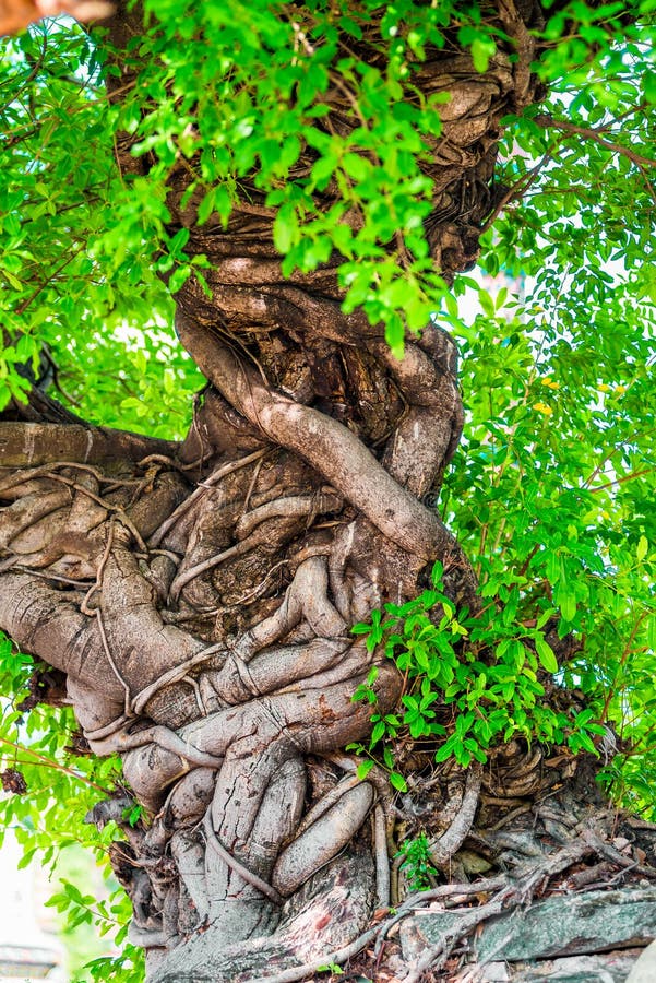 Woven Tree Trunks Unusual Tree Tropical Stock Image - Image of jungle ...