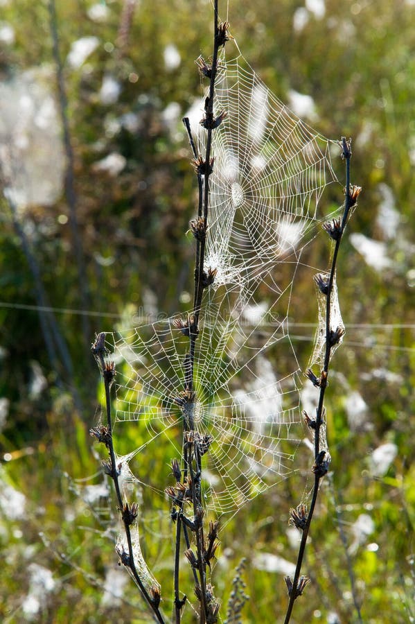 Spiderweb, spider s web stock photo. Image of green - 122213450