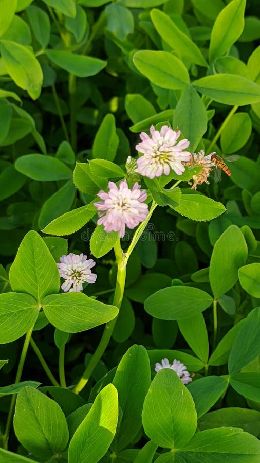 Wow amazing click stock image. Image of flower, tree - 178978787