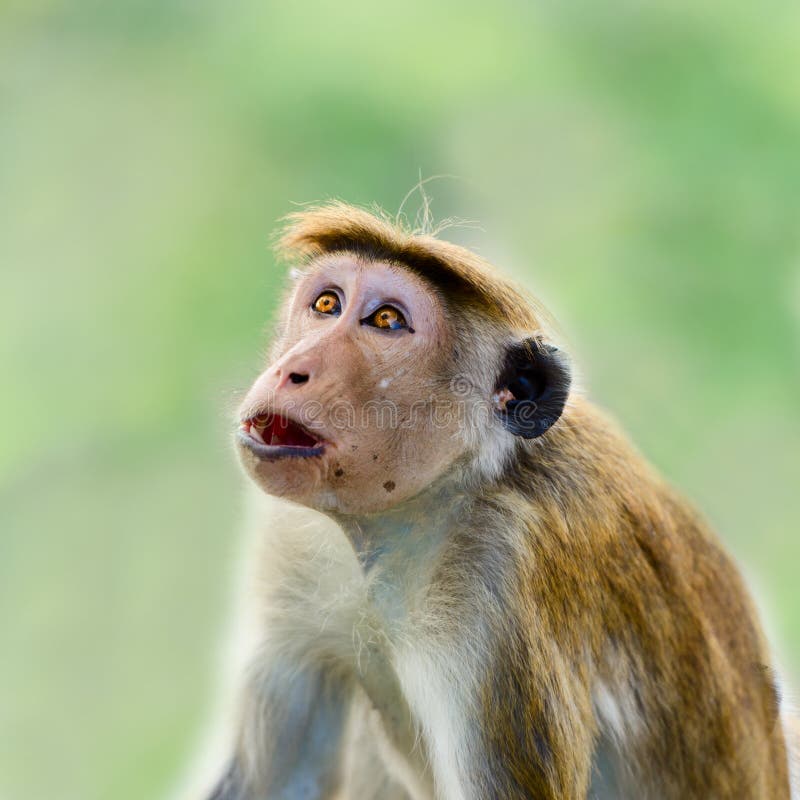 Monkey Wow Stock Photos - Free & Royalty-Free Stock Photos from Dreamstime