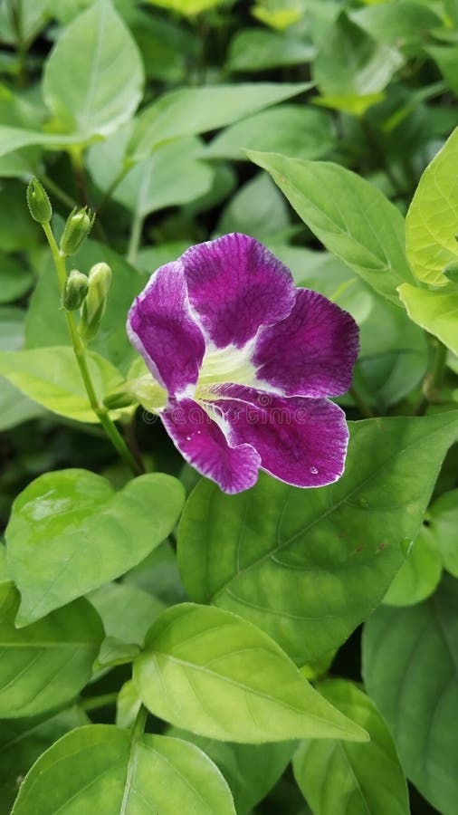 Wow Eye Catching Purple Flower Stock Image - Image of flower, purple ...