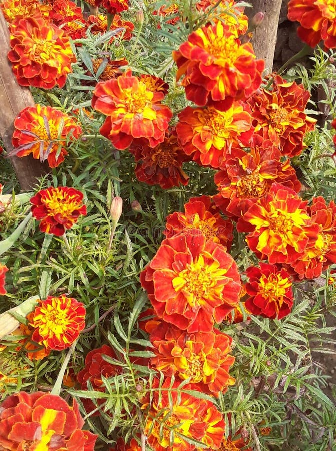 Flower red color stock photo. Image of flower, color - 188828260