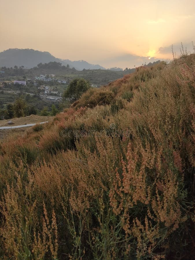 Wow Green Nature..wild Greenery...ðŸŒžðŸ¦ ðŸ’šðŸ’š Stock Photo - Image ...