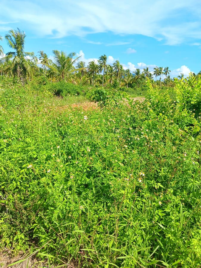 Wow, Look at this View, Very Beautiful and Beautiful, the Plants are ...