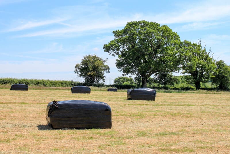 Wrapped hay bales stock photo. Image of bales, modern - 55559962