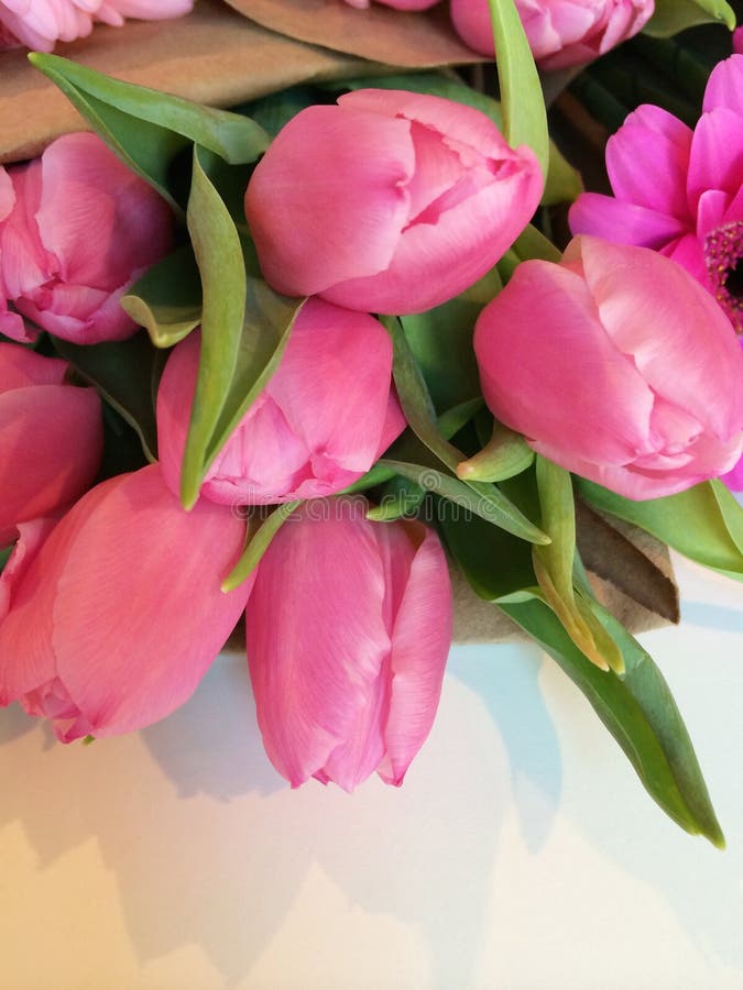 Wrapped pink tulips stock image. Image of floral, botany - 48499925