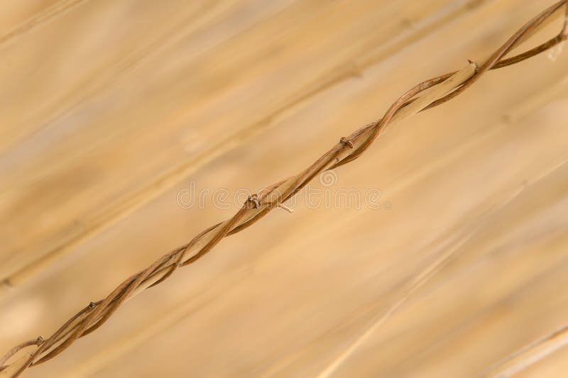 Wrapped reed stock image. Image of nature, wire, solitude - 24422359