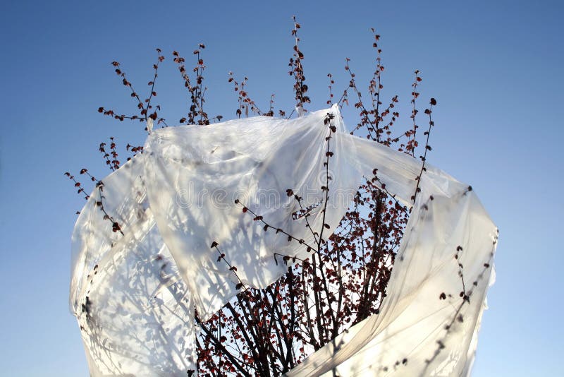 Wrapped tree stock photo. Image of spring, frost, horizontal - 17816144
