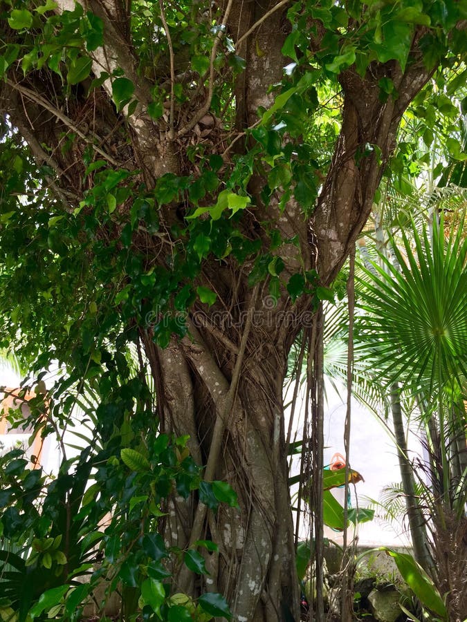 Wrapped tree stock image. Image of tree, amazing, trunk - 55482689