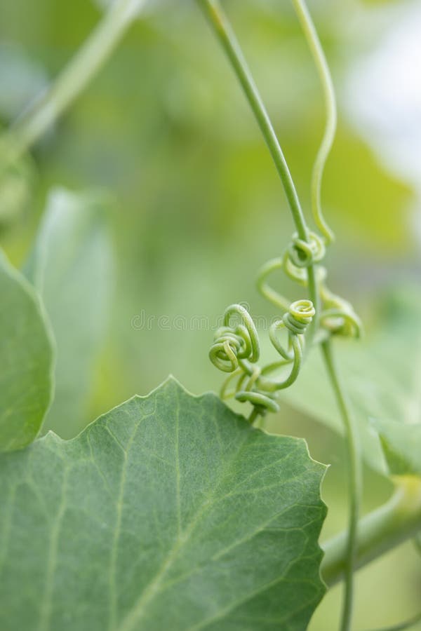 Plant Vine Tendrils Knots Coiled Up Stock Photo - Image of abstract ...