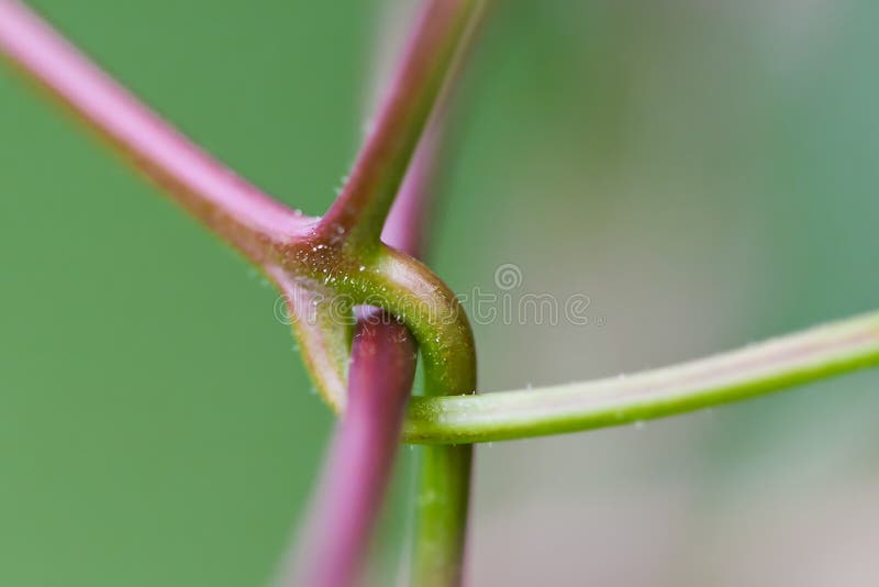 159 Wrapped Around Vines Stock Photos - Free & Royalty-Free Stock ...