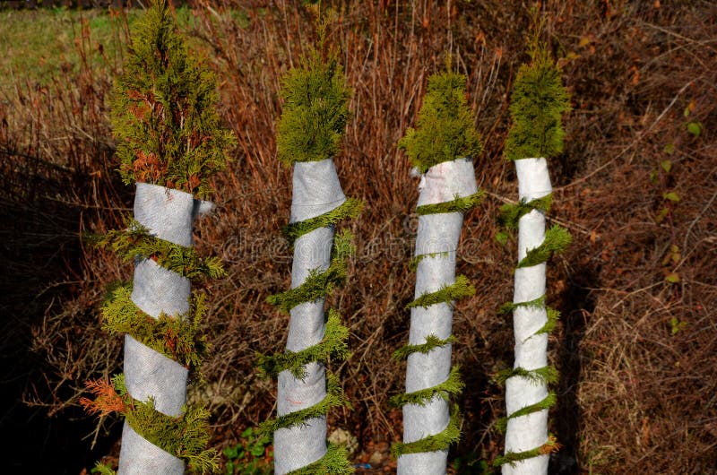 By Wrapping and Tying Conifers, the Twigs Will Be Protected from Heavy ...