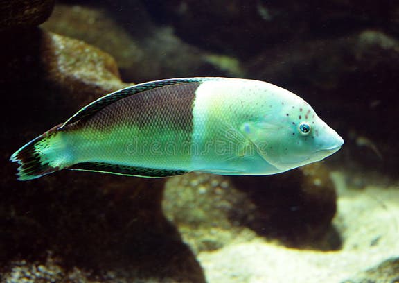 Wrasse 2 stock image. Image of water, scales, ocean, grey - 1618997