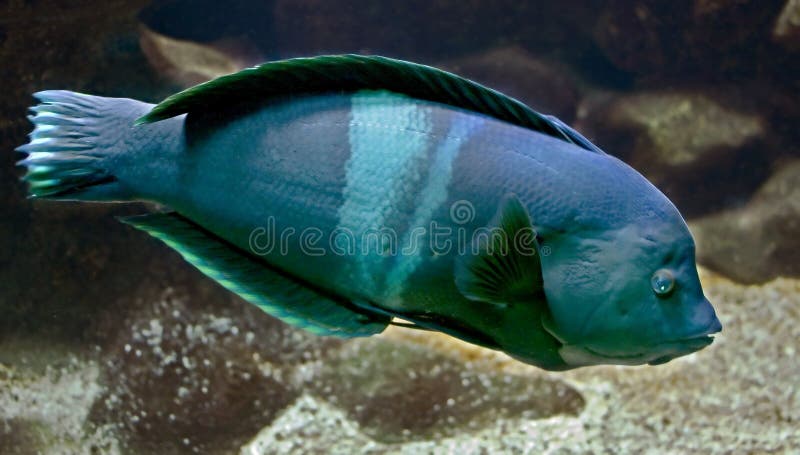 Wrasse 3 stock photo. Image of ocean, nice, scales, aquarium - 12473894