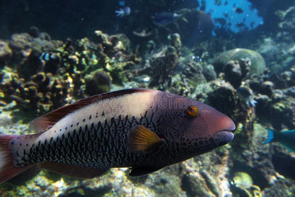 Wrasse stock image. Image of diving, scuba, tropical, argus - 3456379