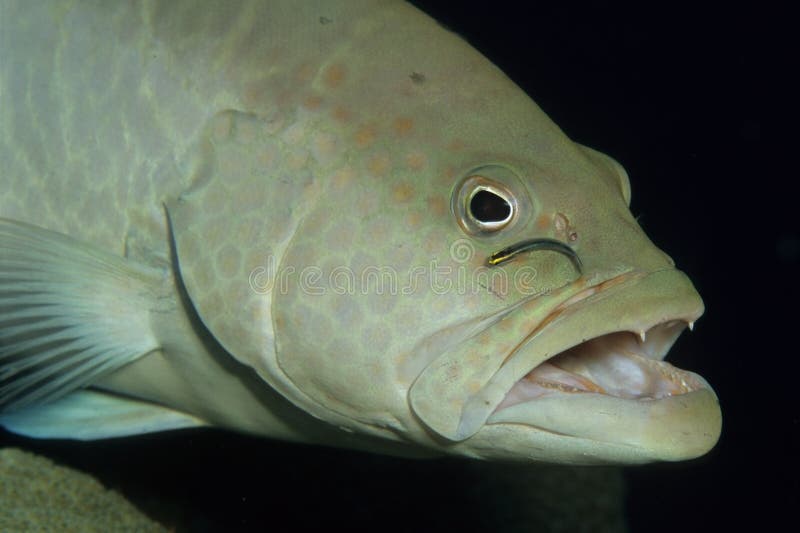 Wrasse Being Cleaned by Small Fish Stock Image - Image of blue, sport ...