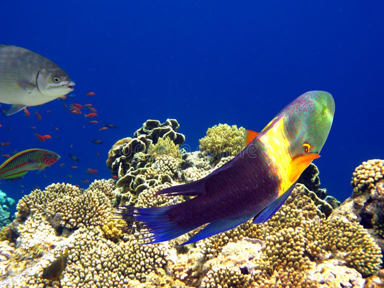 Wrasse de Boomtail imagen de archivo. Imagen de fondo - 5997267