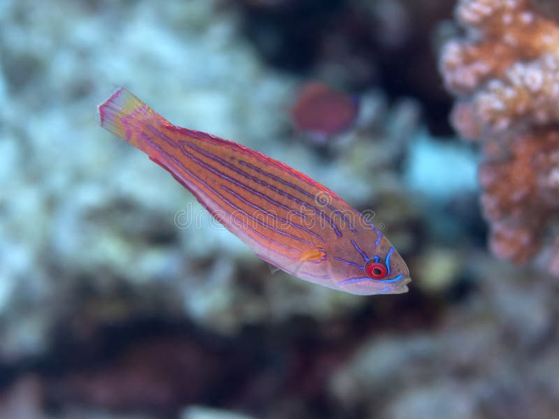 Wrasse Do Pisca-pisca Do Mar Vermelho Foto de Stock - Imagem de ...