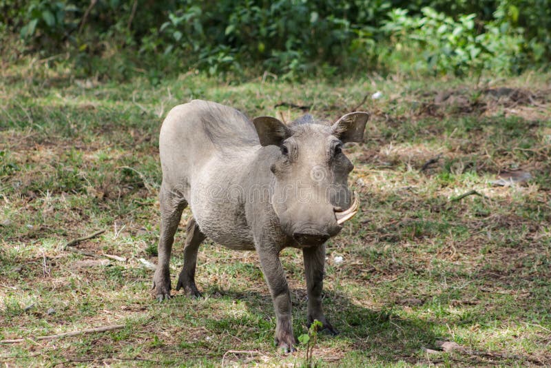 Wrattenzwijn Wild Dier in Afrikaanse Struik Stock Foto - Image of ...